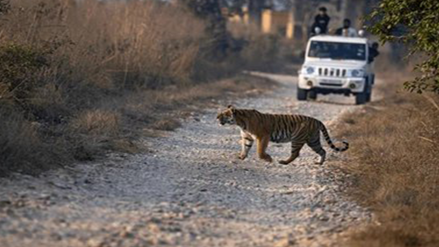 Jim-Corbett-Tour-Packages - theplanningtravel